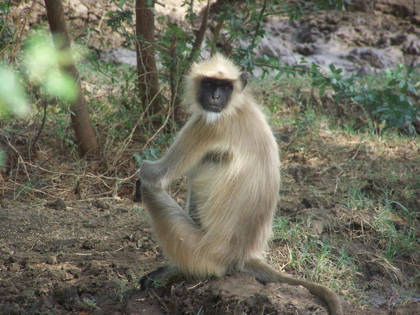 Terrestrial Environment Baseline Studies – Ananthsree Eco-Lab-LLP