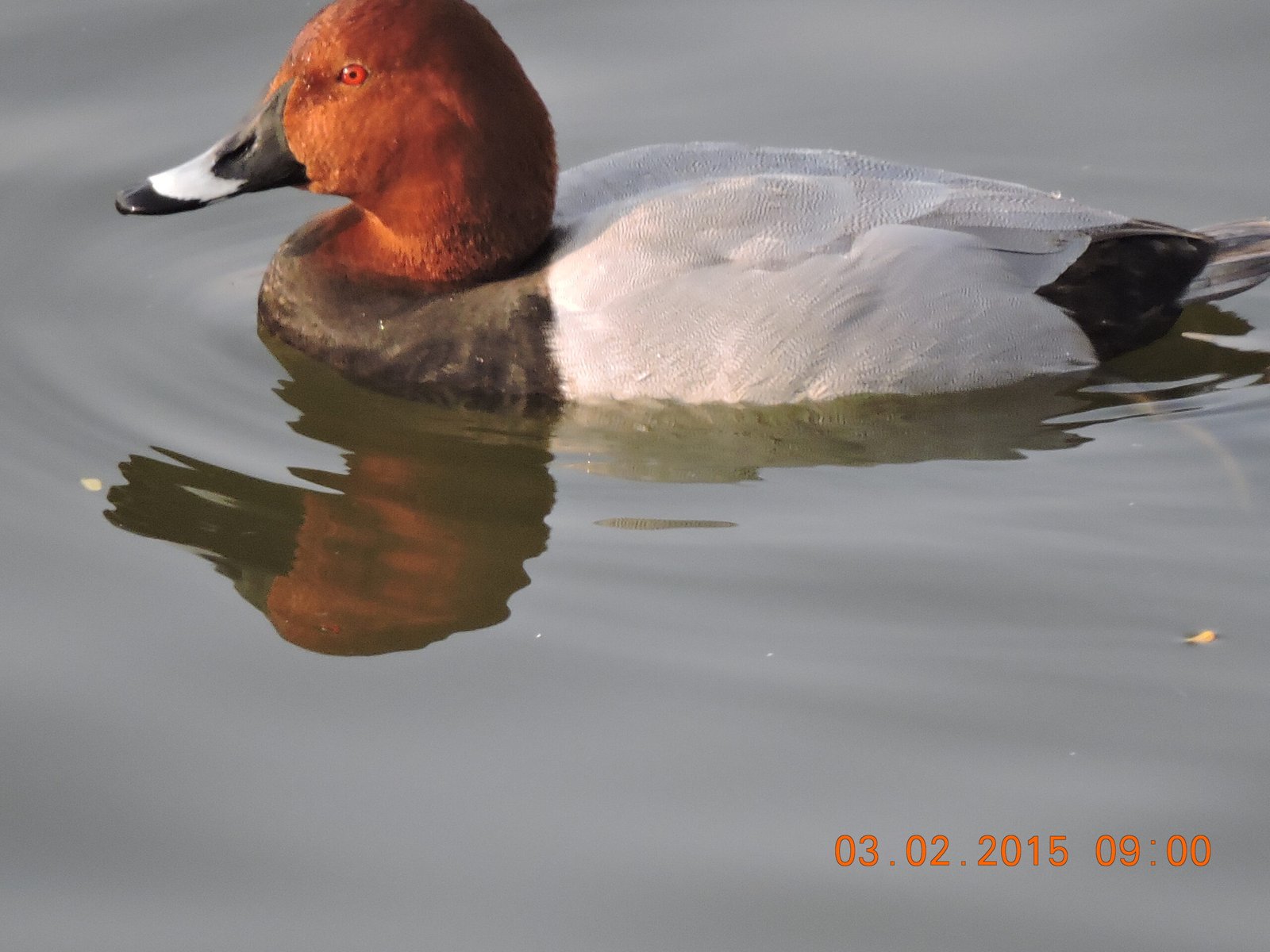 Terrestrial Environment Baseline Studies – Ananthsree Eco-Lab-LLP