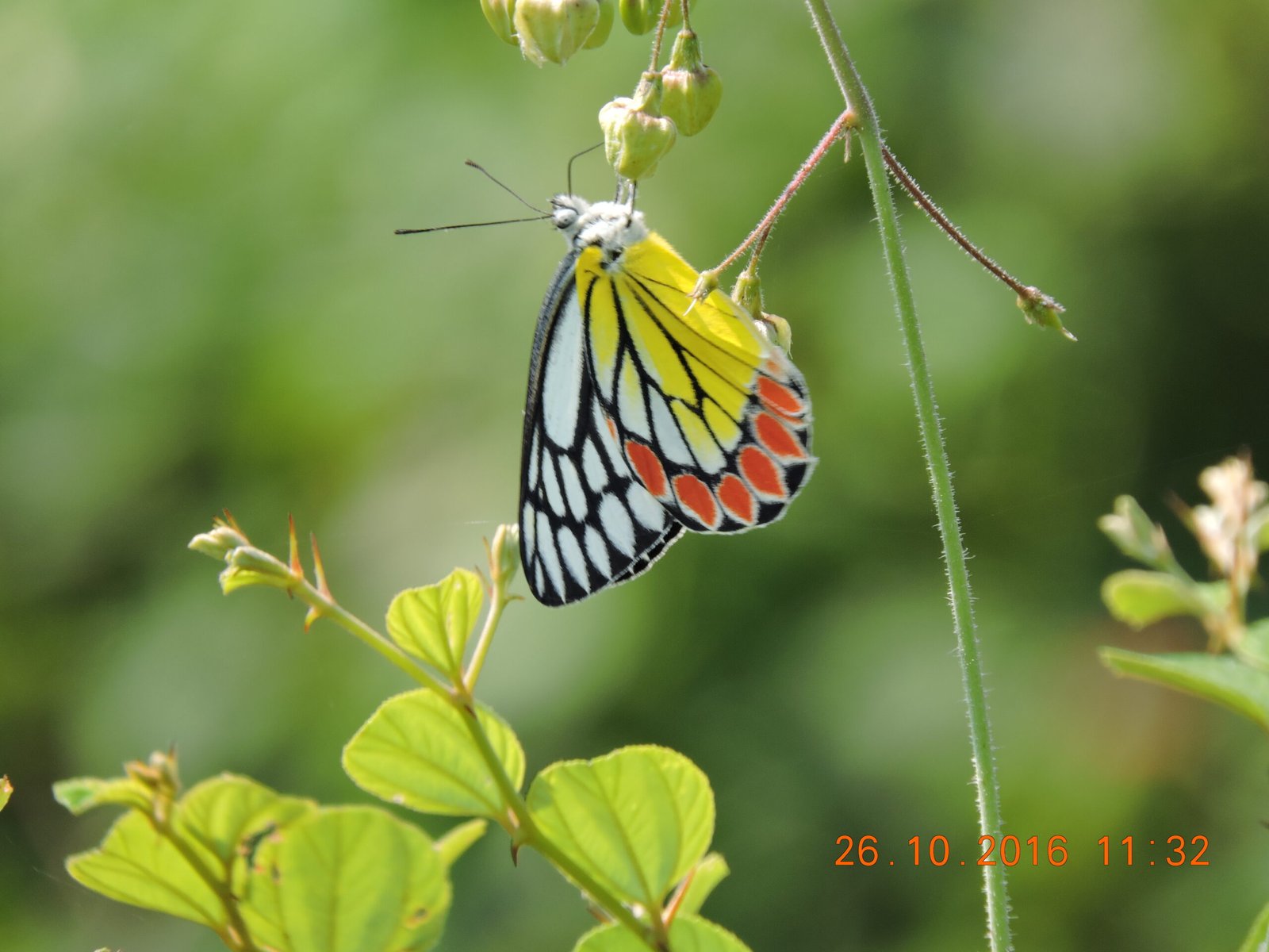 Ananthsree Eco-Lab-LLP